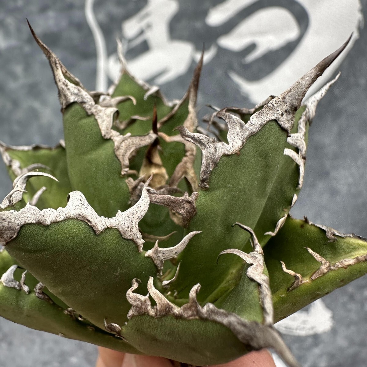 Yahoo!オークション - Q46【鶴風園】特選 アガベ 多肉植物 チタノタ 凱...