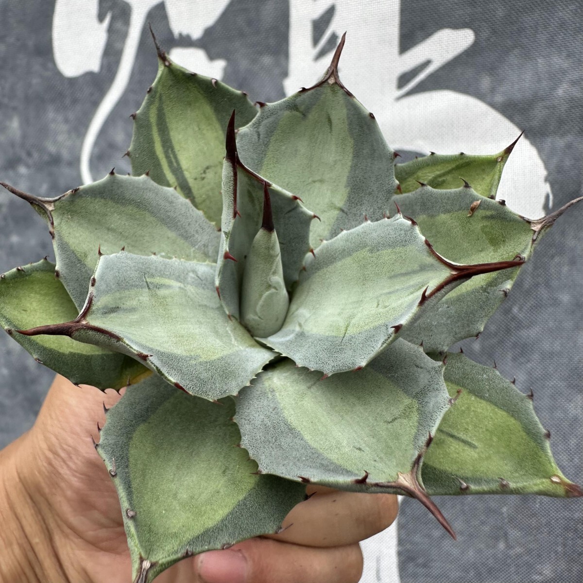 Yahoo!オークション - Q67【鶴風園】アガベ パリー ホーチエンシス 極...