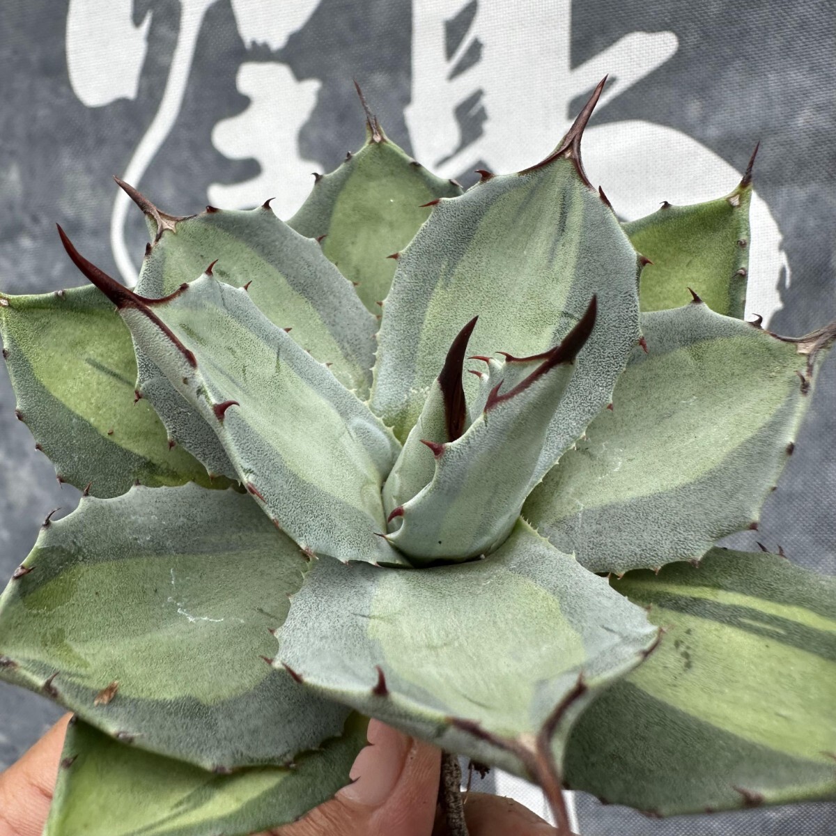 Yahoo!オークション - Q67【鶴風園】アガベ パリー ホーチエンシス 極...