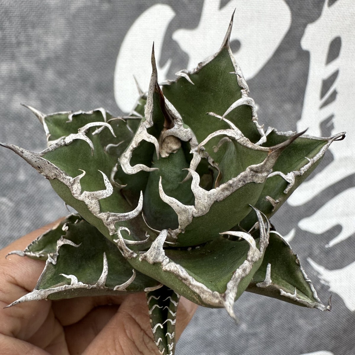 Yahoo!オークション - X49【鶴風園】特選 アガベ 多肉植物 チタノタ 凱...