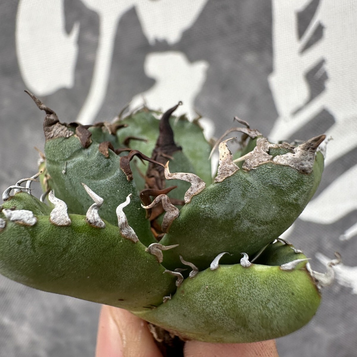 Yahoo!オークション - Y68【鶴風園】特選 アガベ 多肉植物 チタノタ 魔...