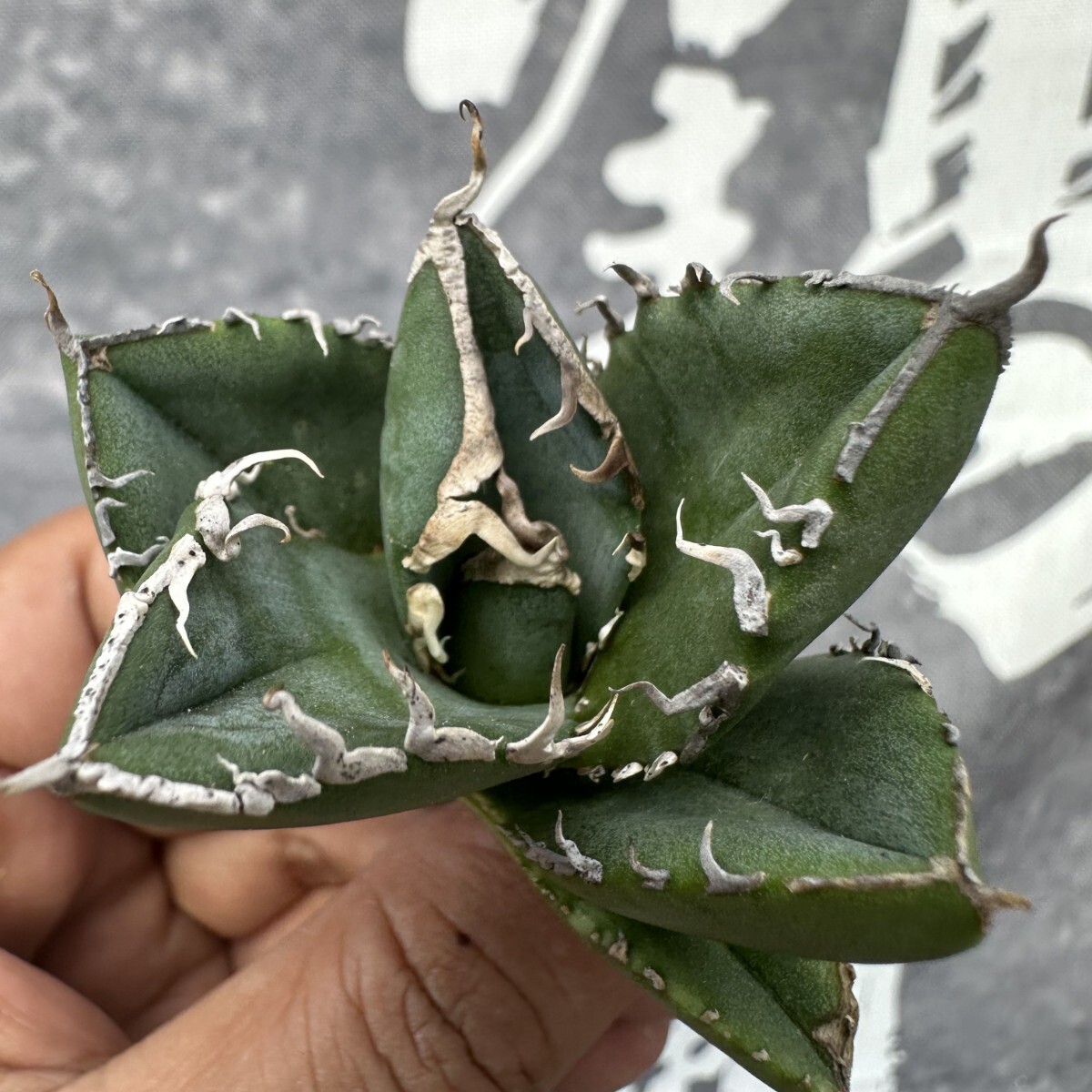 Yahoo!オークション - Z72【鶴風園】アガベ チタノタ SAD 南アフリカダ...