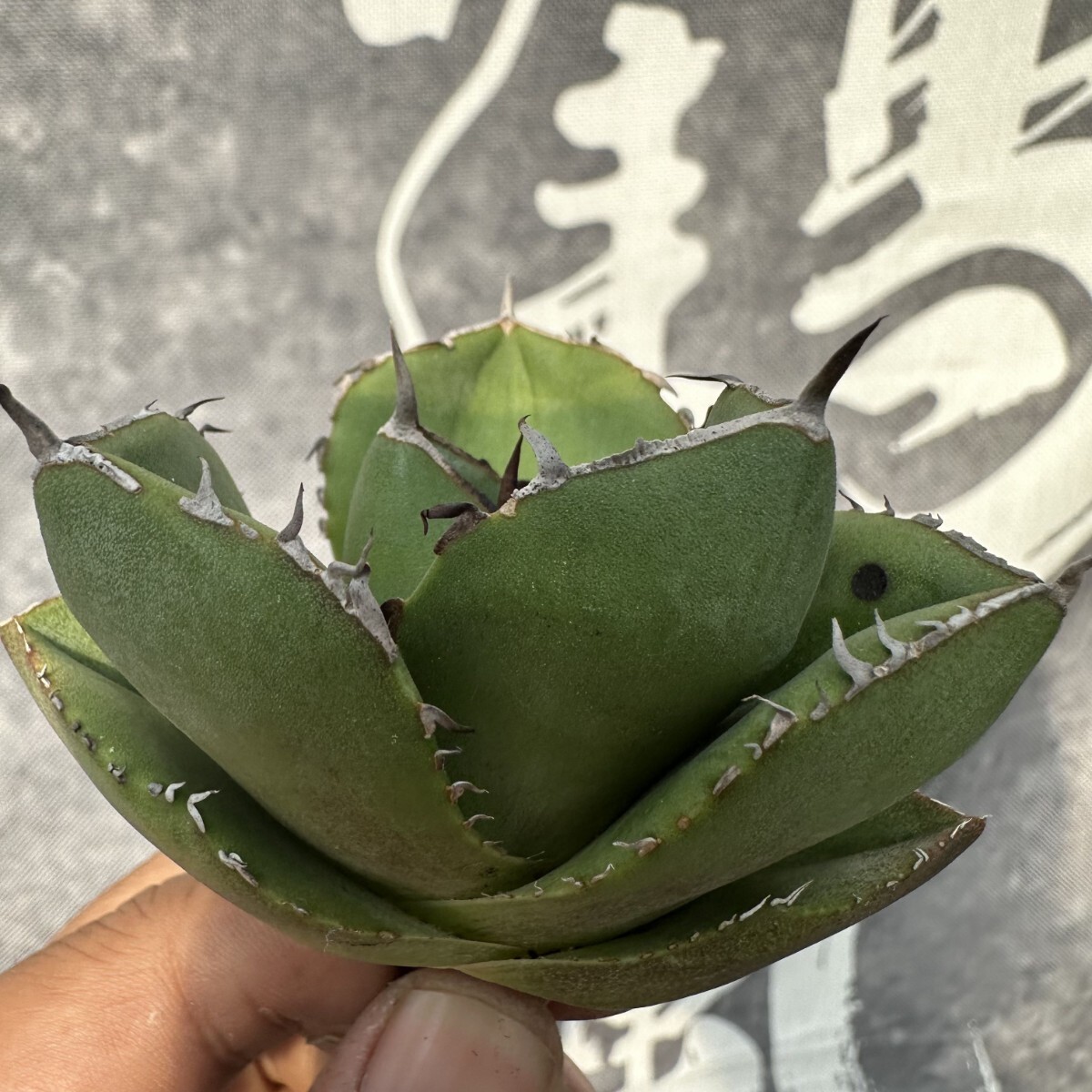 Yahoo!オークション - Z56【鶴風園】多肉植物 アガベ チタノタ ジャガ...