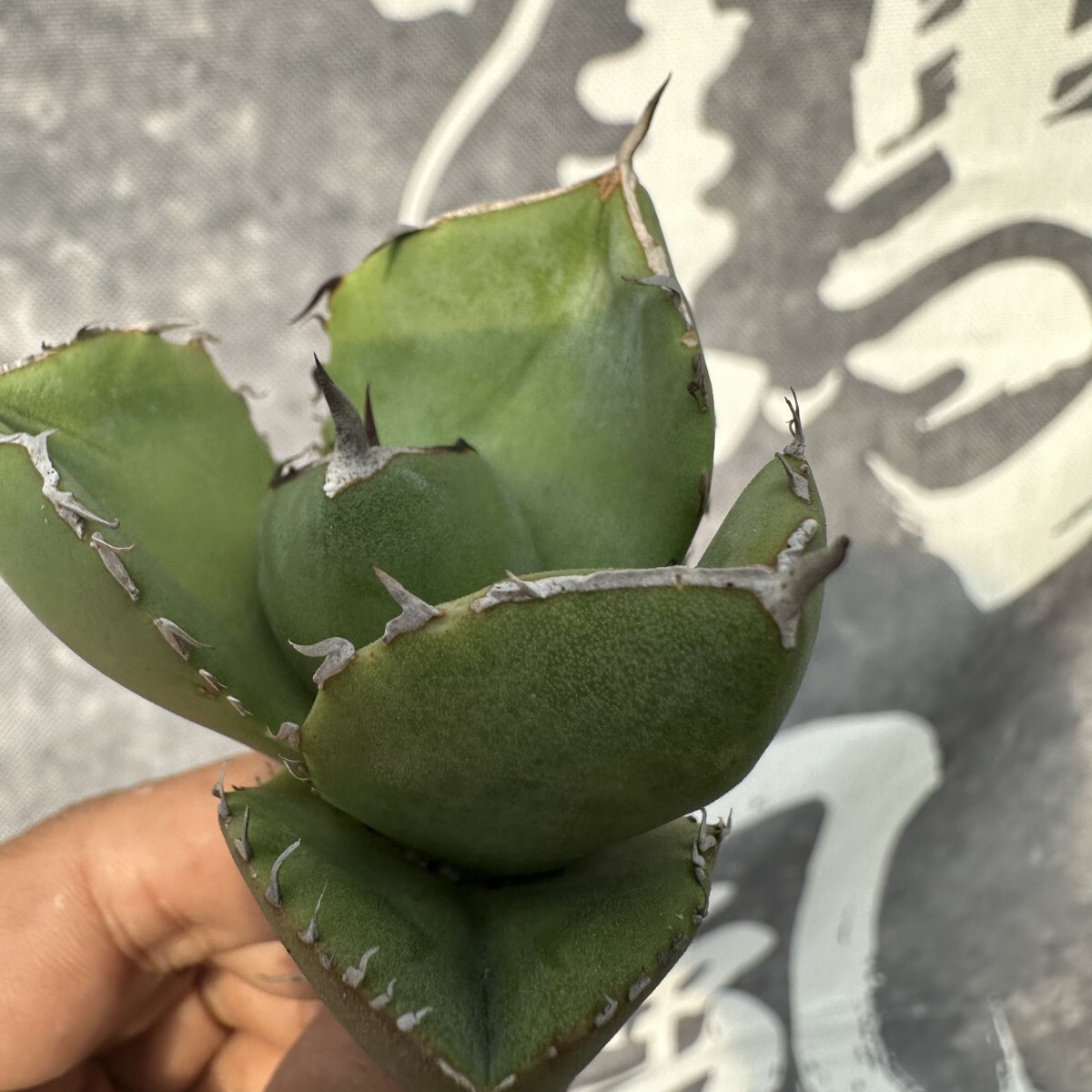 Yahoo!オークション - Z56【鶴風園】多肉植物 アガベ チタノタ ジャガ...