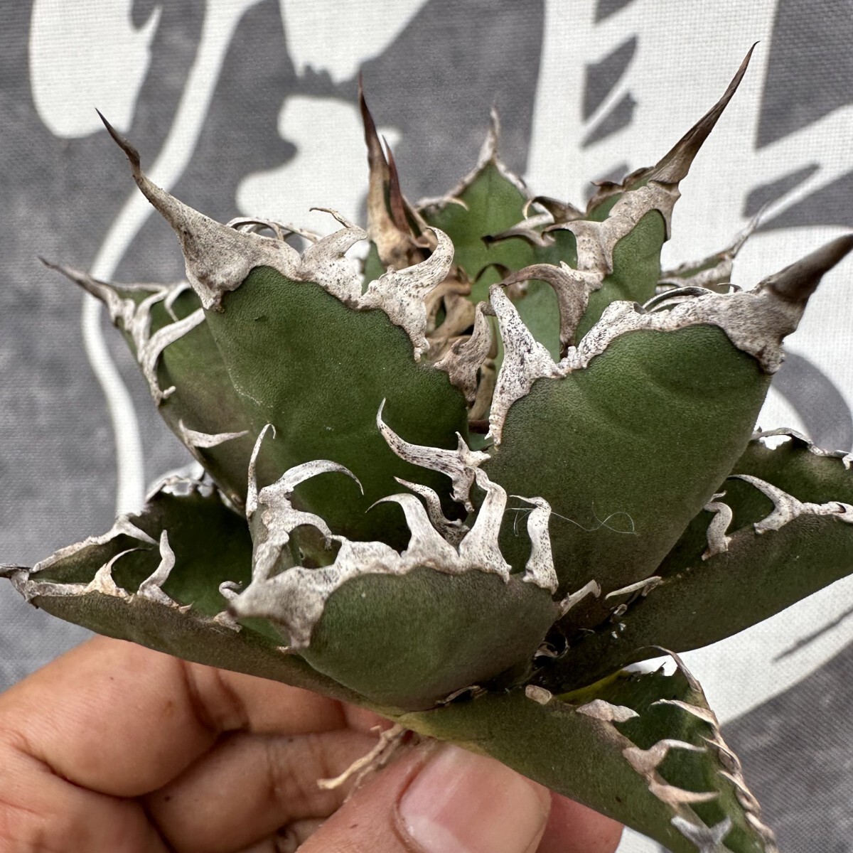 Yahoo!オークション - Z47【鶴風園】特選 アガベ 多肉植物 チタノタ 凱...