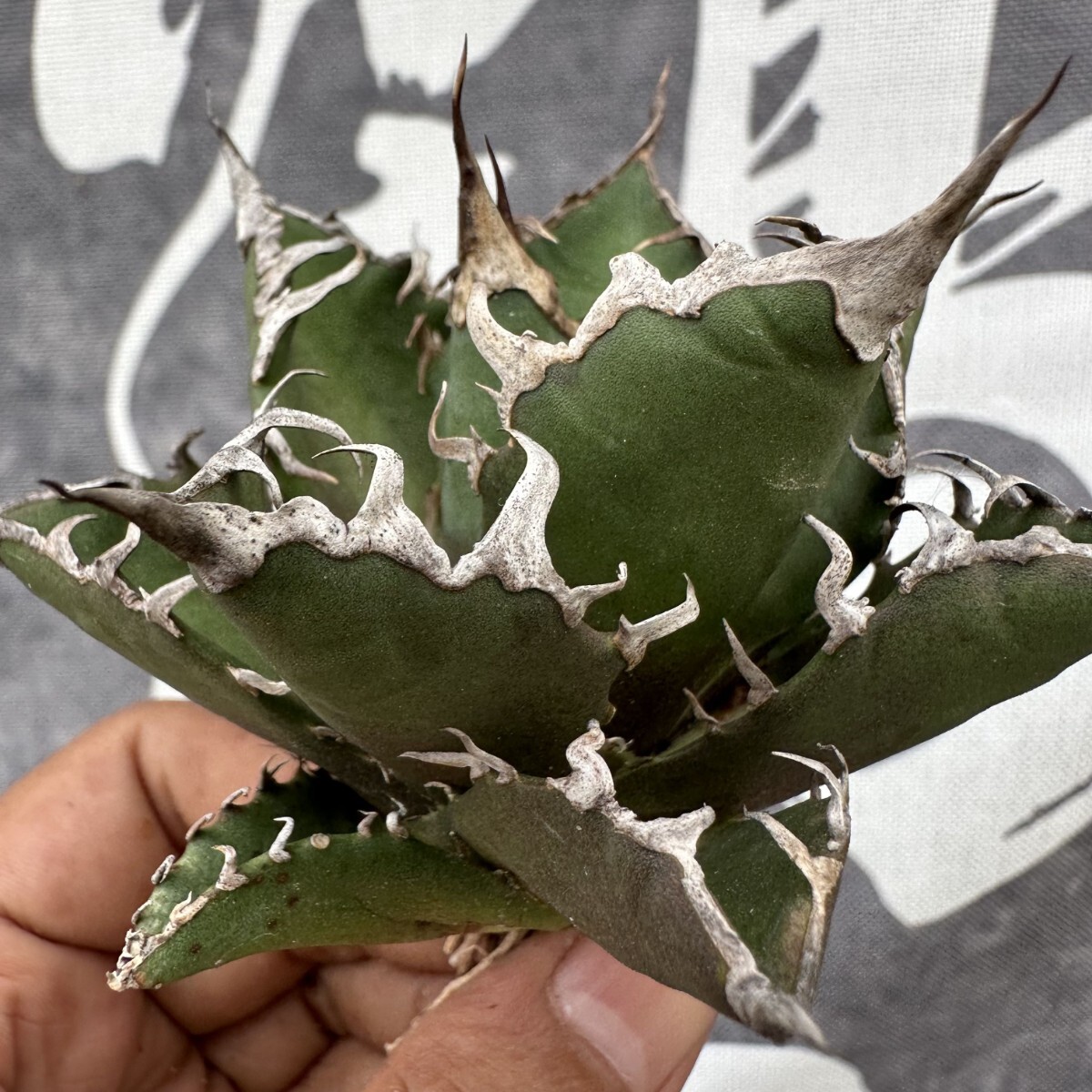 Yahoo!オークション - Z47【鶴風園】特選 アガベ 多肉植物 チタノタ 凱...