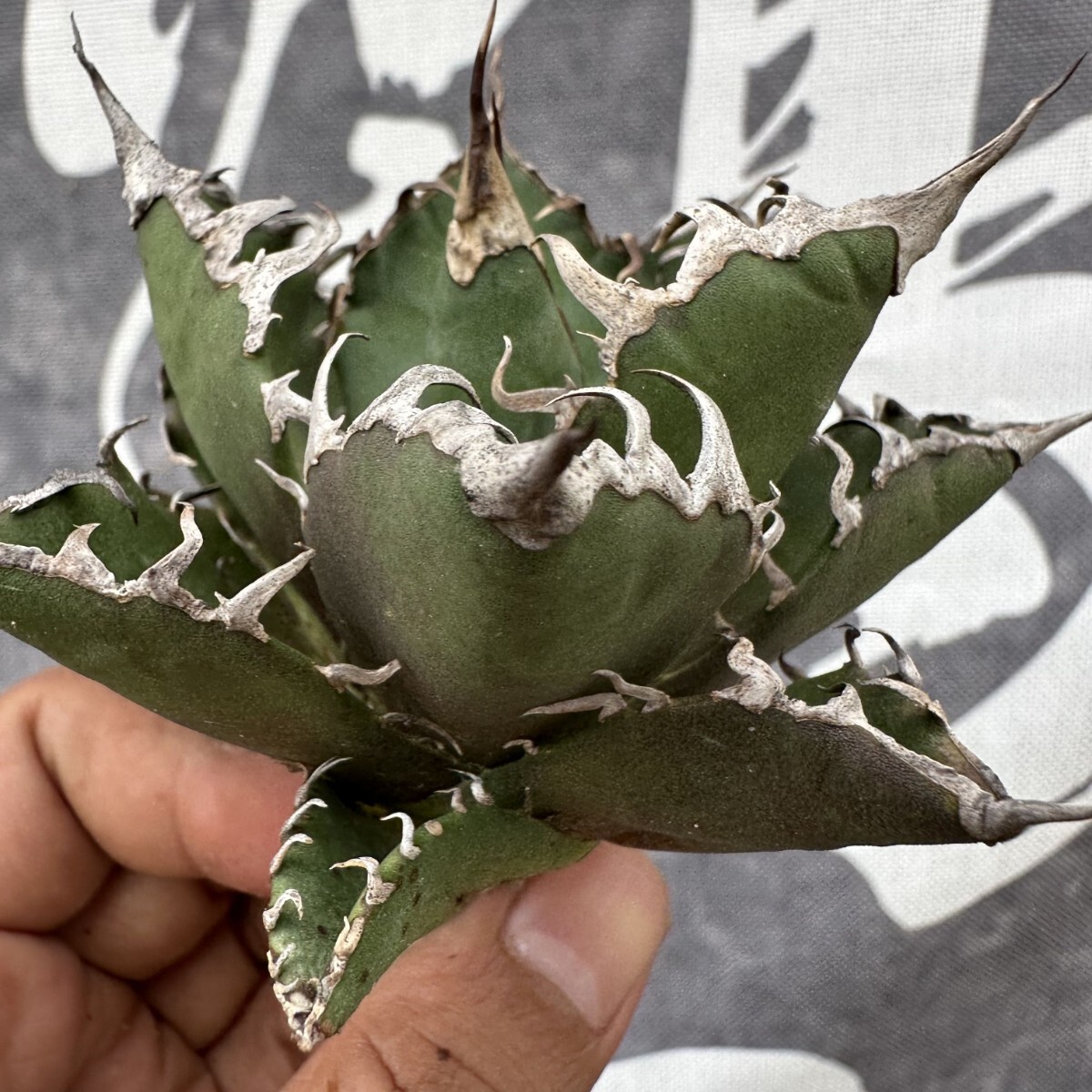 Yahoo!オークション - Z47【鶴風園】特選 アガベ 多肉植物 チタノタ 凱...