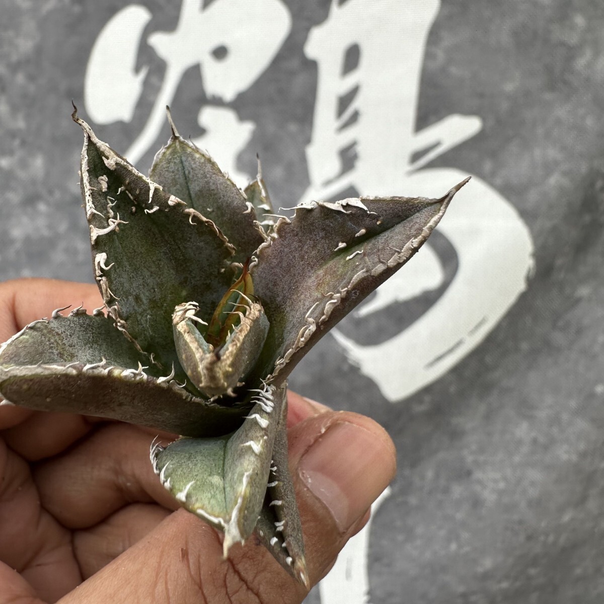 Yahoo!オークション - Z46【鶴風園】特選 アガベ チタノタ 豆豆竜 TC株...