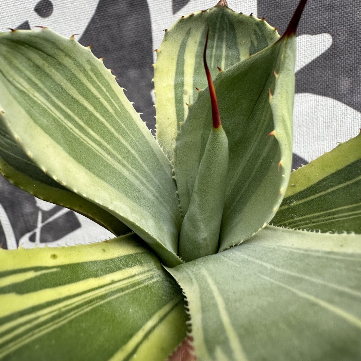 Yahoo!オークション - N67【鶴風園】アガベ パリー トランカータ ライ...