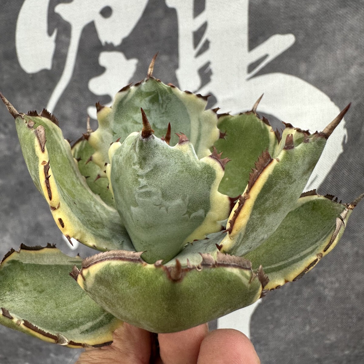 Yahoo!オークション - N62【鶴風園】多肉植物 アガベ 王妃兜蟹錦 連棘 ...