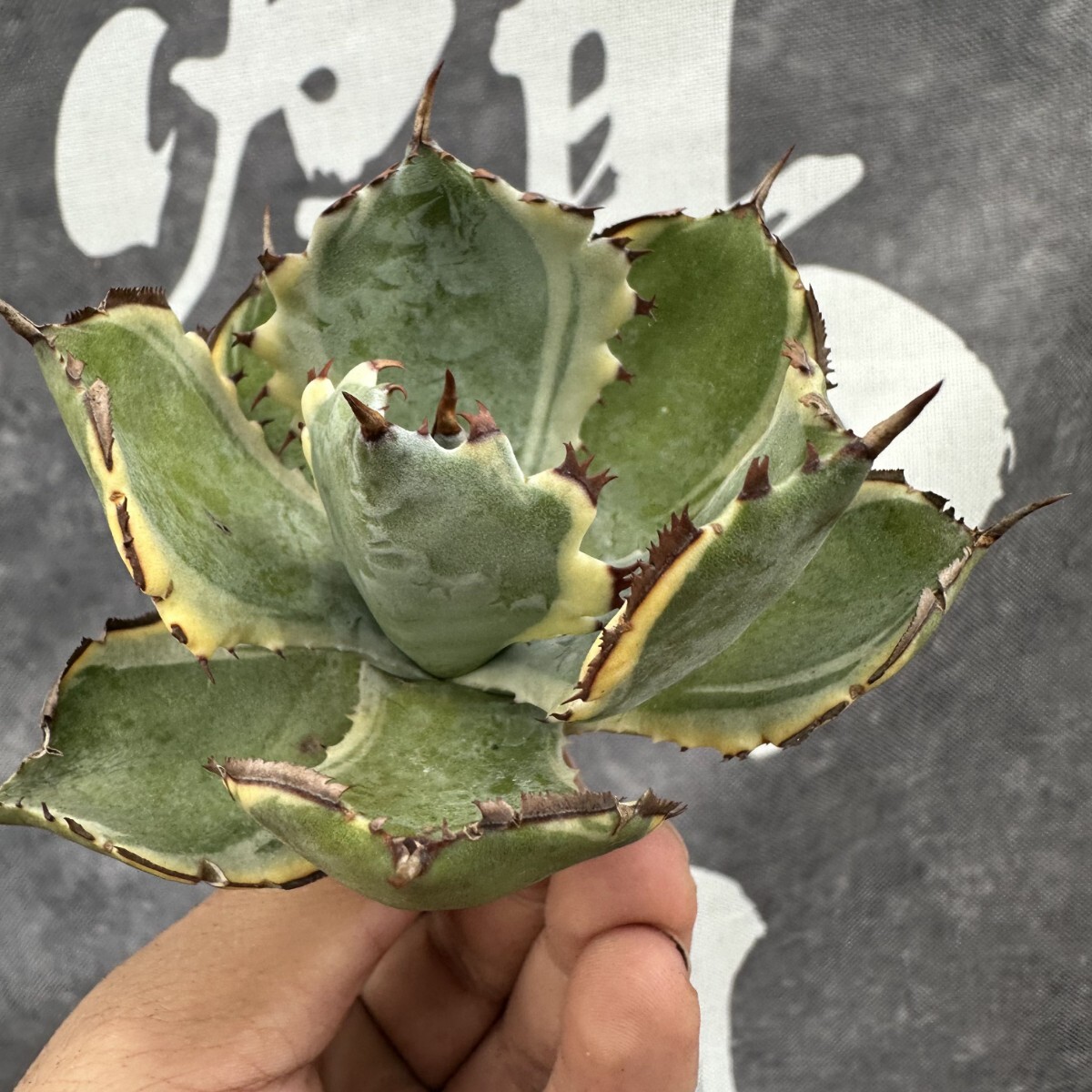 Yahoo!オークション - N62【鶴風園】多肉植物 アガベ 王妃兜蟹錦 連棘 ...