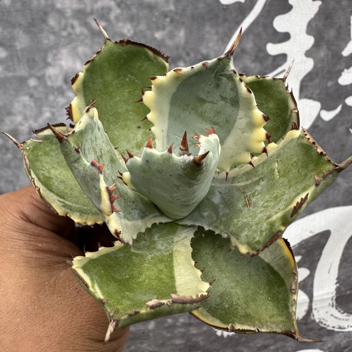 Yahoo!オークション - O59【鶴風園】多肉植物 アガベ 王妃兜蟹錦 連棘 ...