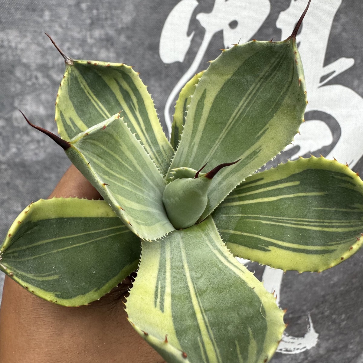 Yahoo!オークション - O46【鶴風園】アガベ パリー トランカータ ライ...