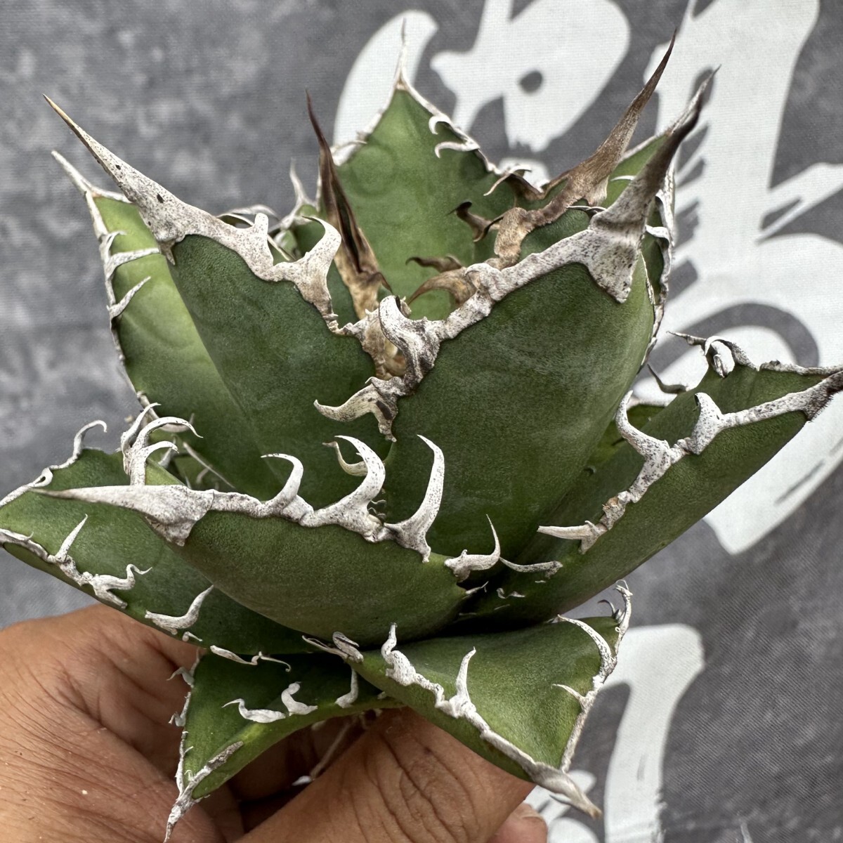 Yahoo!オークション - O47【鶴風園】特選 アガベ 多肉植物 チタノタ 凱...