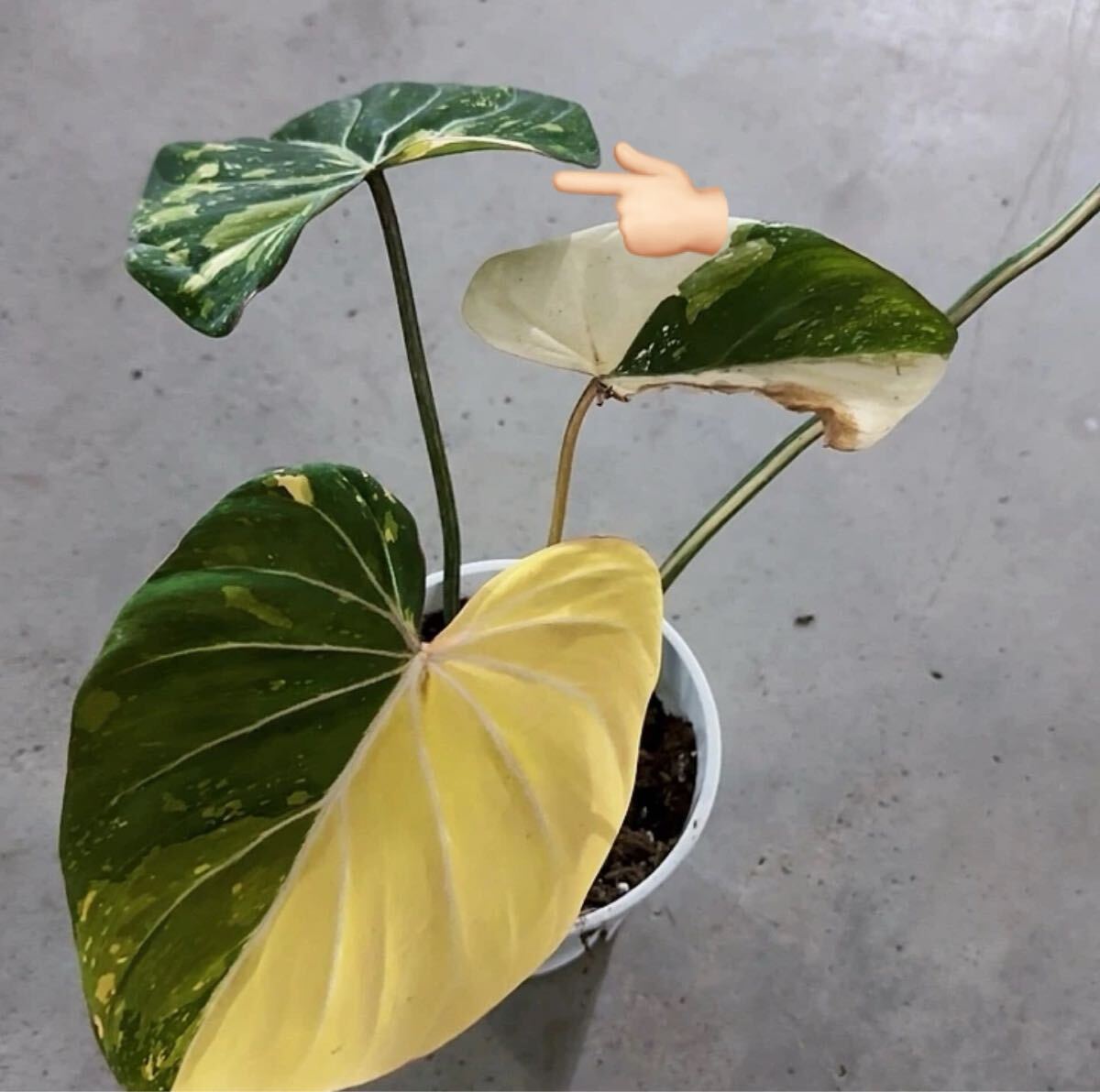 Yahoo!オークション - フィロデンドロン グロリオーサム バリエガタ ...