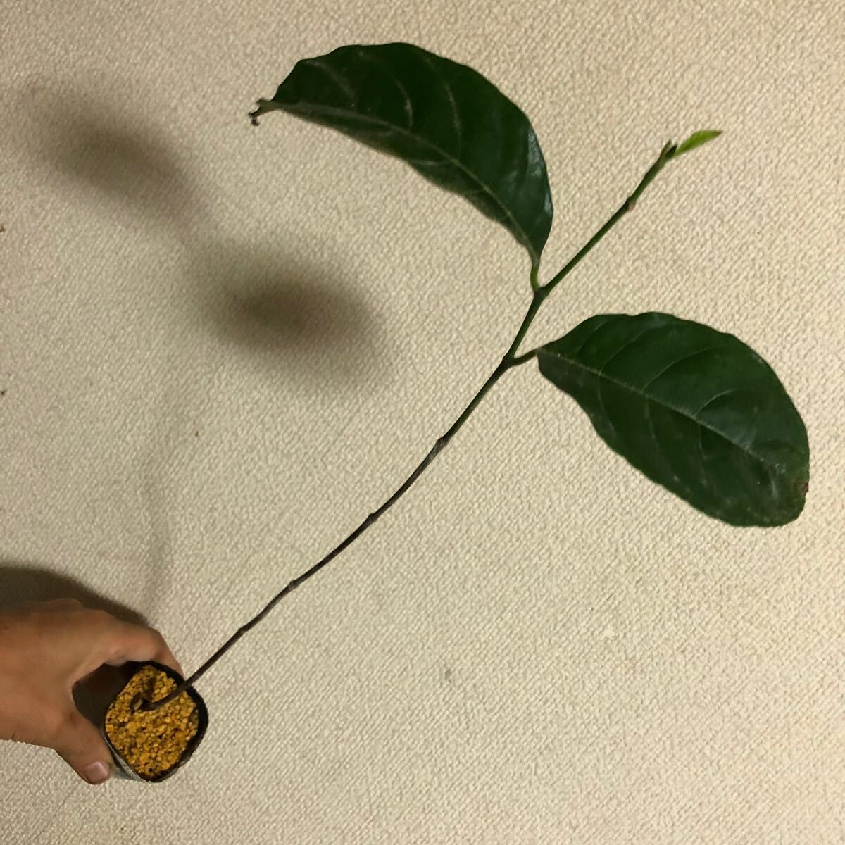 Yahoo!オークション - ジャックフルーツ大苗1鉢 Y79 波羅蜜苗木 パラ...