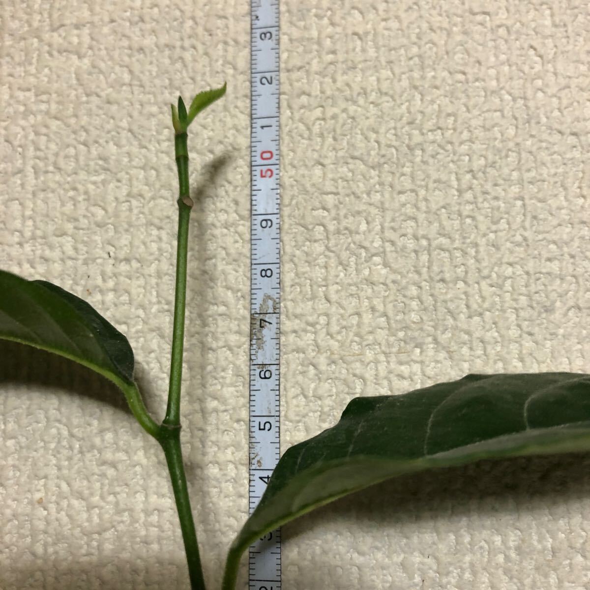 Yahoo!オークション - ジャックフルーツ大苗1鉢 Y79 波羅蜜苗木 パラ...