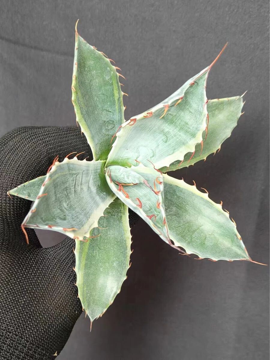 Yahoo!オークション - A83【秘境】アガベ パラサナ錦 ファイヤーボー...