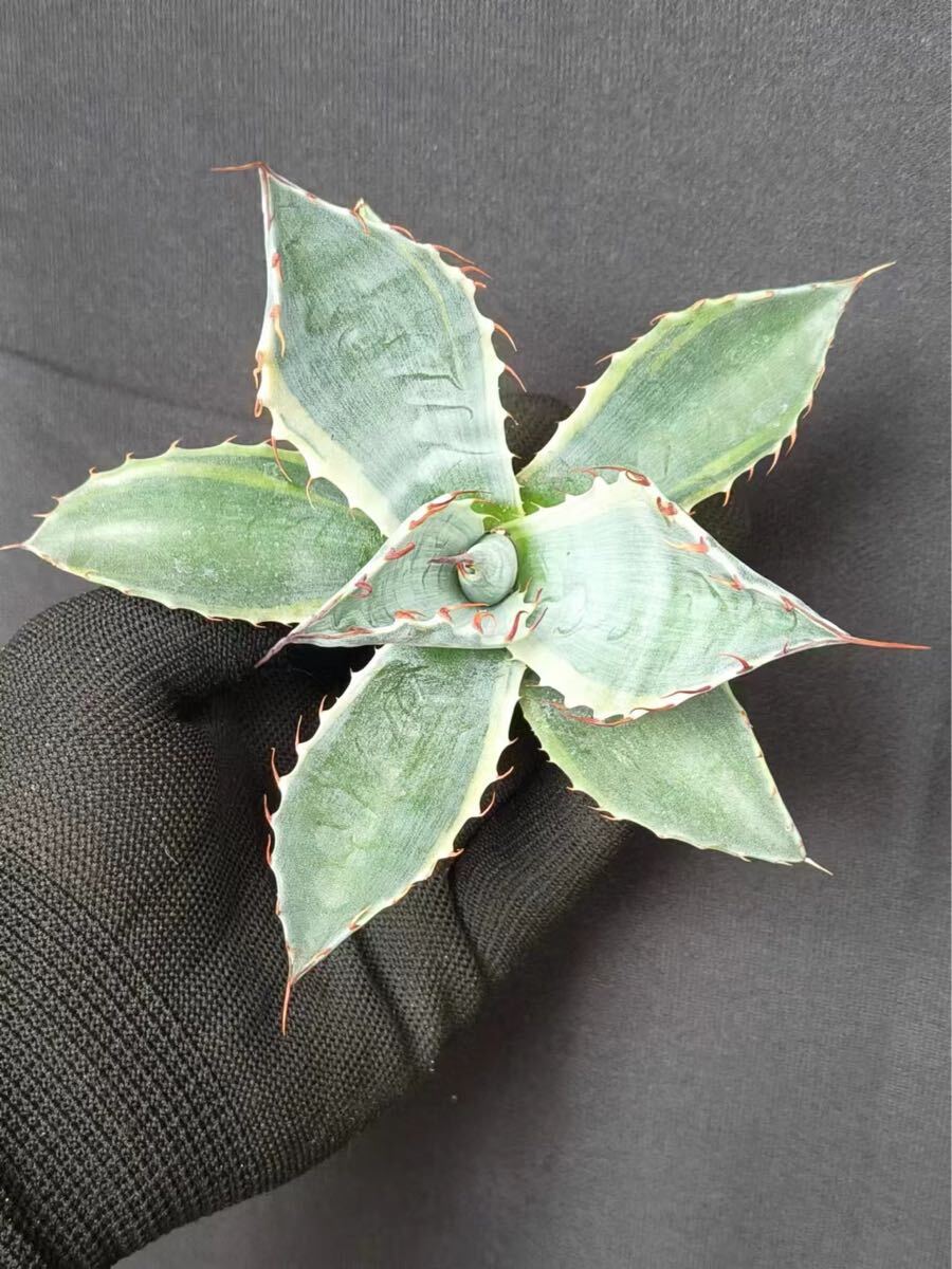 Yahoo!オークション - A83【秘境】アガベ パラサナ錦 ファイヤーボー...