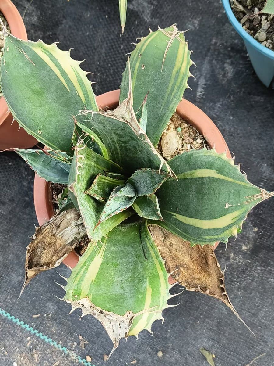 D61 秘境 多肉植物アガベ パラサナ錦 ファイヤーボール 頼光錦極美株 大天芽 子株(アガベ)｜売買されたオークション情報、yahooの商品情報をアーカイブ公開 - オークファン ...