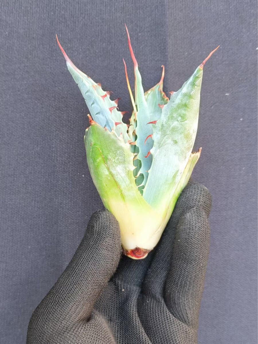 D61 秘境 多肉植物アガベ パラサナ錦 ファイヤーボール 頼光錦極美株 大天芽 子株(アガベ)｜売買されたオークション情報、yahooの商品情報をアーカイブ公開 - オークファン ...