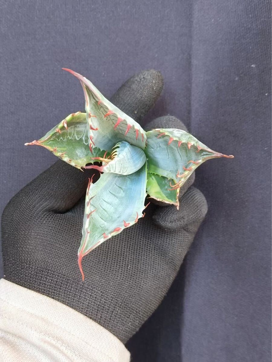 D61 秘境 多肉植物アガベ パラサナ錦 ファイヤーボール 頼光錦極美株 大天芽 子株(アガベ)｜売買されたオークション情報、yahooの商品情報をアーカイブ公開 - オークファン ...