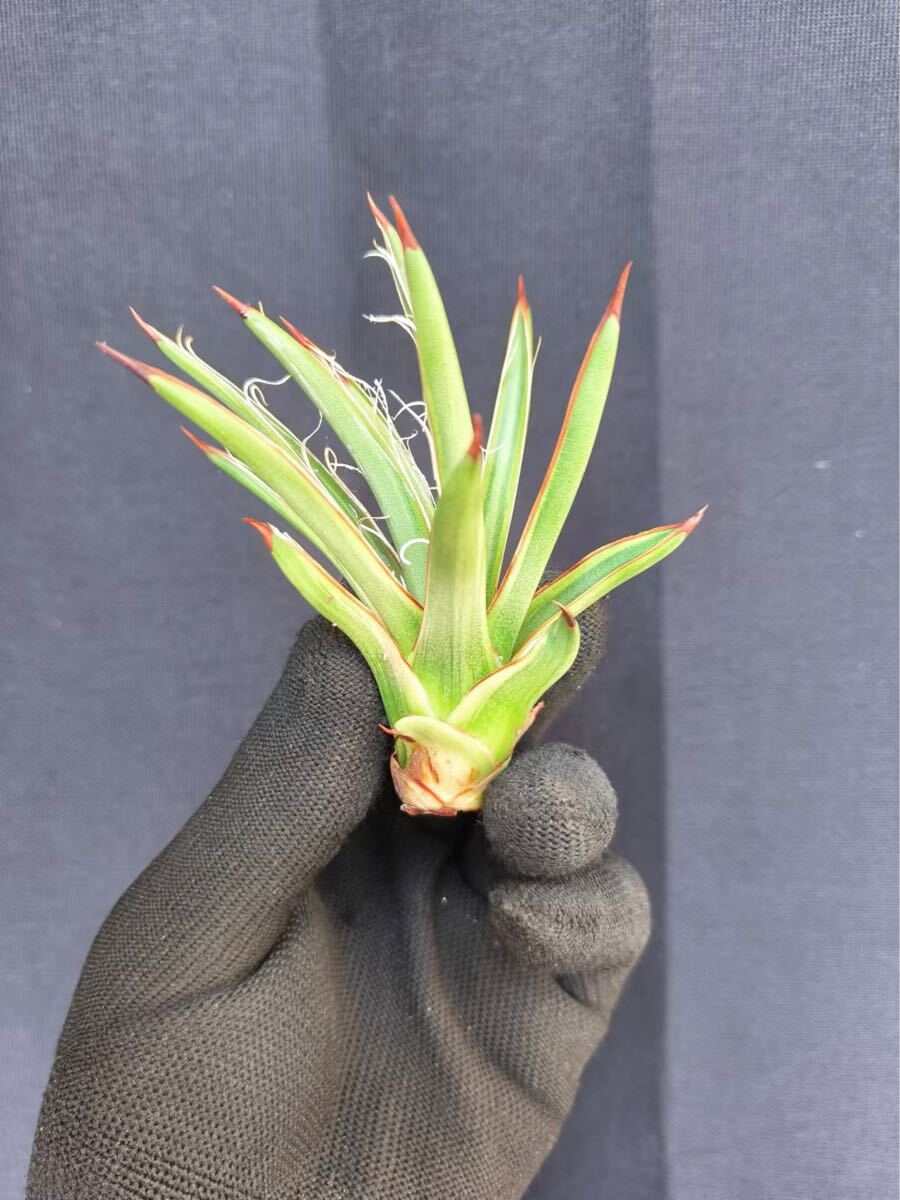 Yahoo!オークション - D63【秘境】特選 多肉植物 アガベ 樹氷 黄覆輪斑...