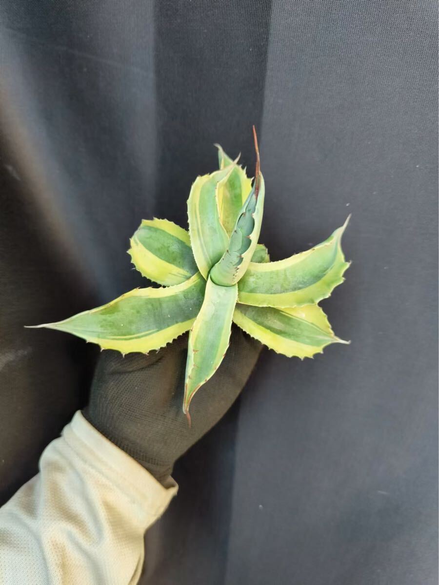 Yahoo!オークション - D74【秘境】多肉植物アガベ オバティフォリア オ...