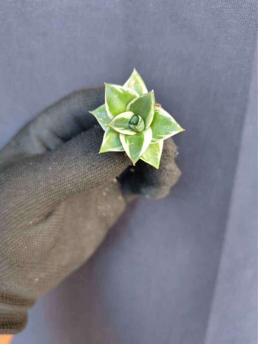 Yahoo!オークション - D79【秘境】 特選 多肉植物 アガベ ピンキー 王...