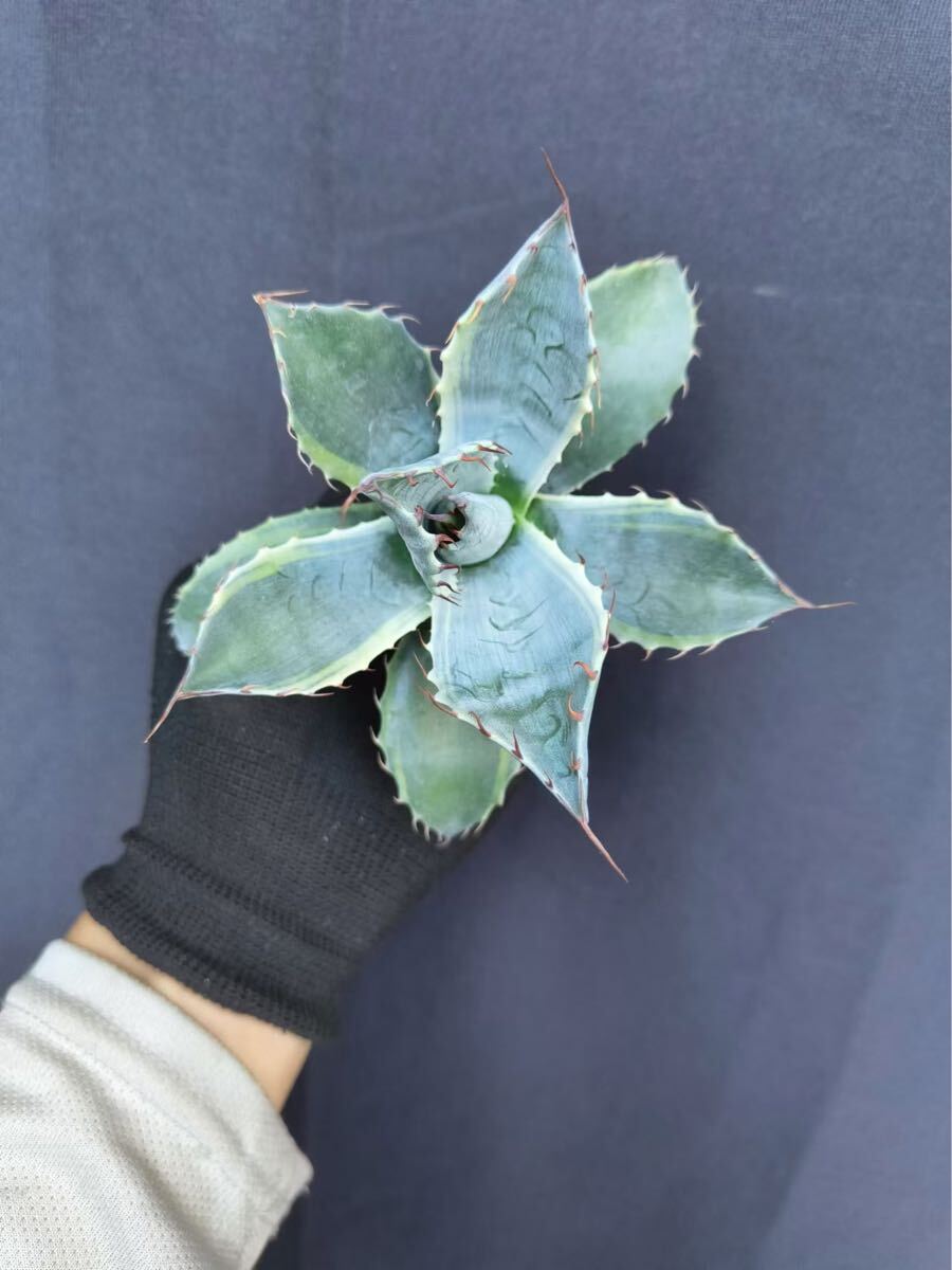 Yahoo!オークション - D85【秘境】多肉植物アガベ パラサナ錦 ファイヤ...