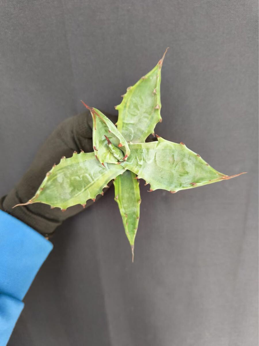 Yahoo!オークション - k34【秘境】アガベ コロラータ 極上美株