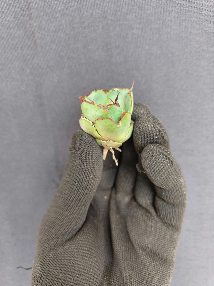 Yahoo!オークション - k38【秘境】特選多肉植物 アガベ ジャガーノート...