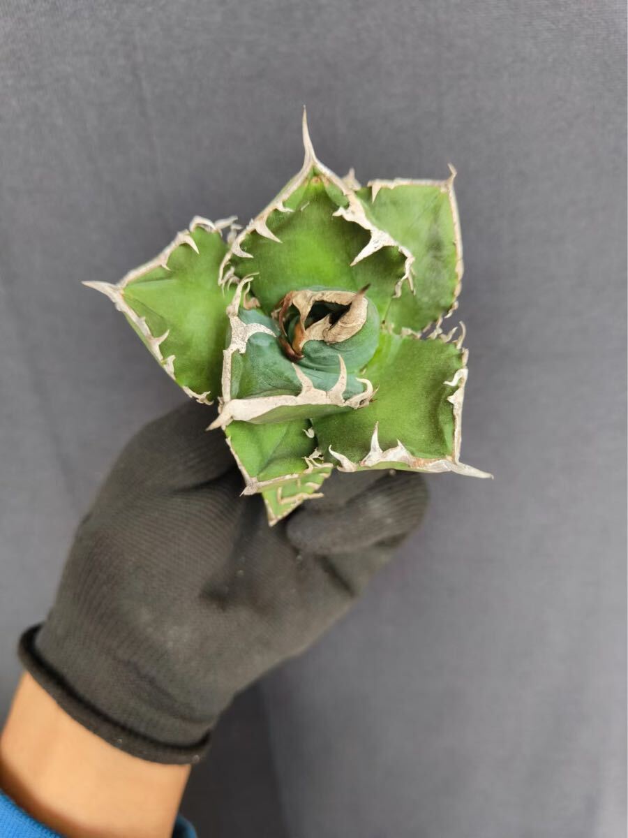 Yahoo!オークション - k53【秘境】特選多肉植物 アガベ チタノタ SAD ...