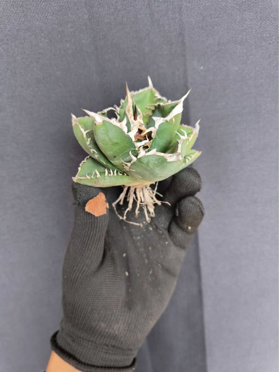 Yahoo!オークション - k53【秘境】特選多肉植物 アガベ チタノタ SAD ...