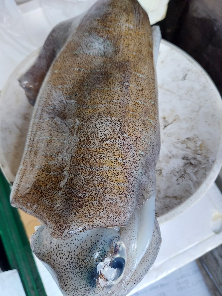 Yahoo!オークション - アオリイカ大大25cm380～420g位1匹1290円即決
