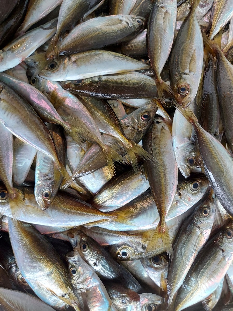 Yahoo!オークション - 豆あじ500g(24匹位)セット540円即決