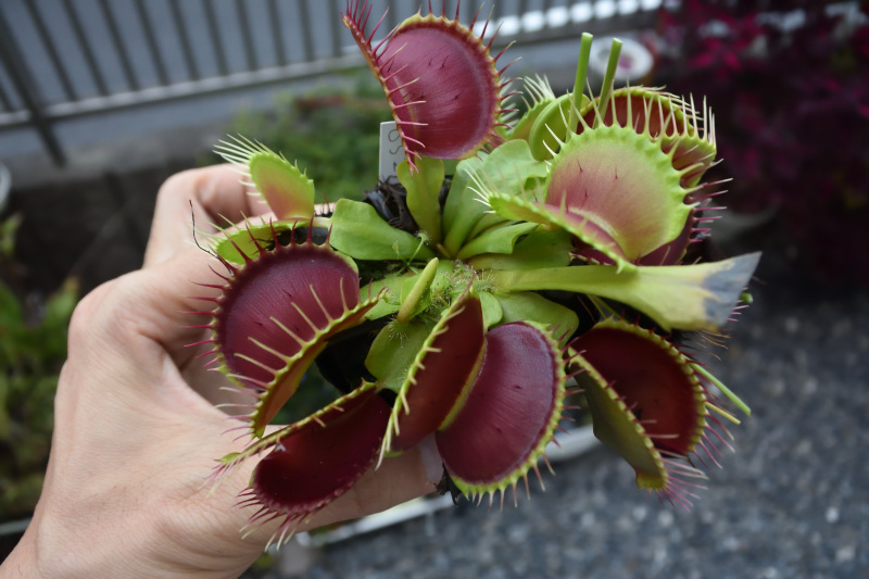 Yahoo!オークション - 【食虫植物】 Dionaea muscipula B52 BCP