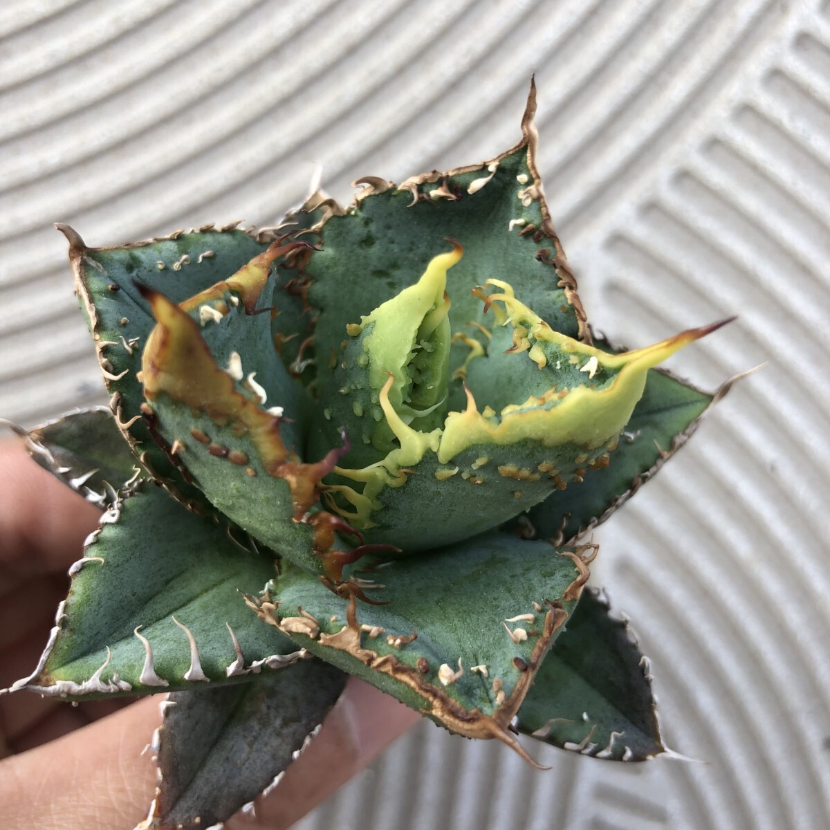 Yahoo!オークション - 1169 アガベ チタノタ 金蟾 極上強棘 狂刺 背棘 ...