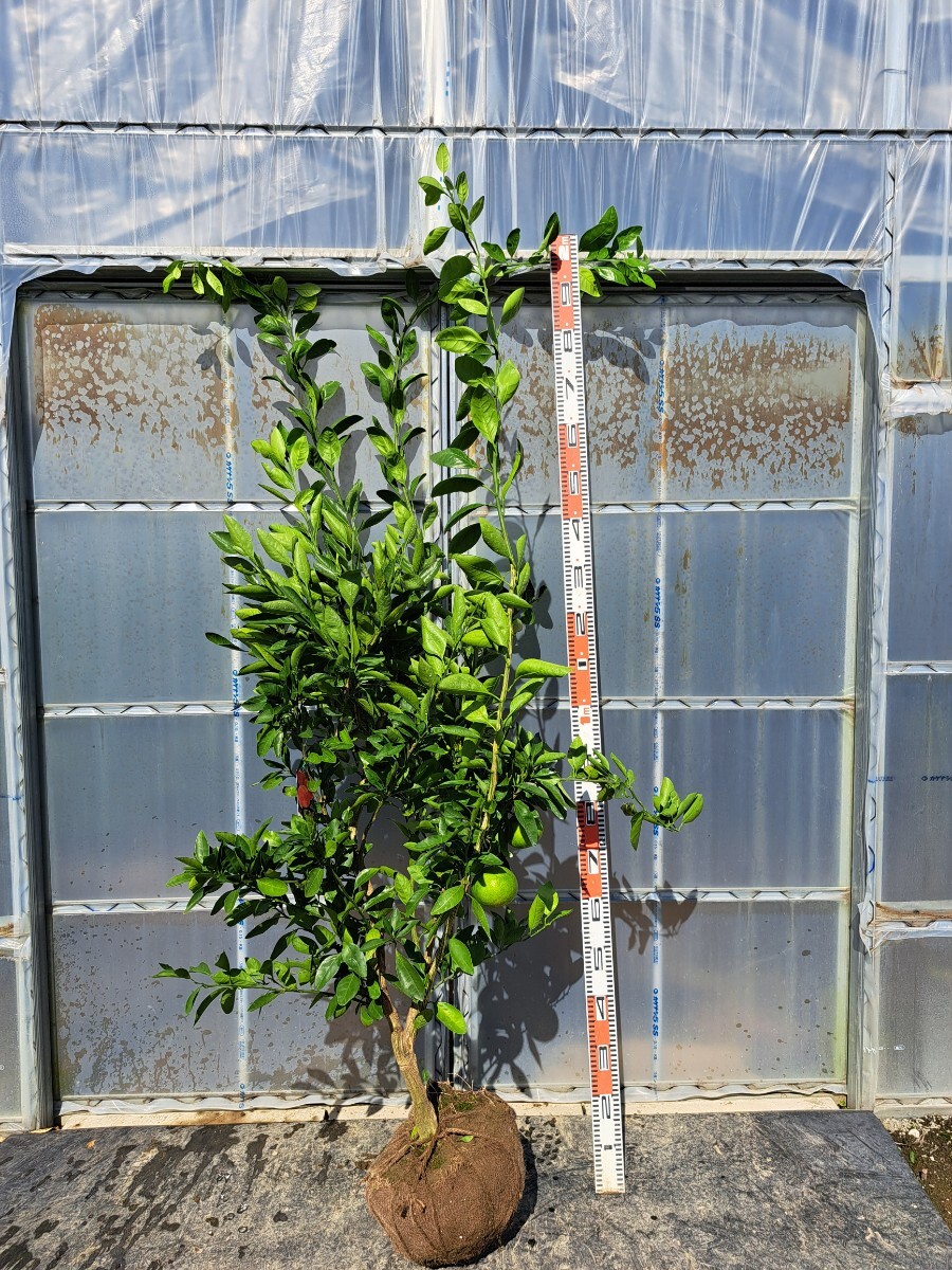 Yahoo!オークション - 【温州みかん】柑橘 小原紅早生 大苗 H1.8m位