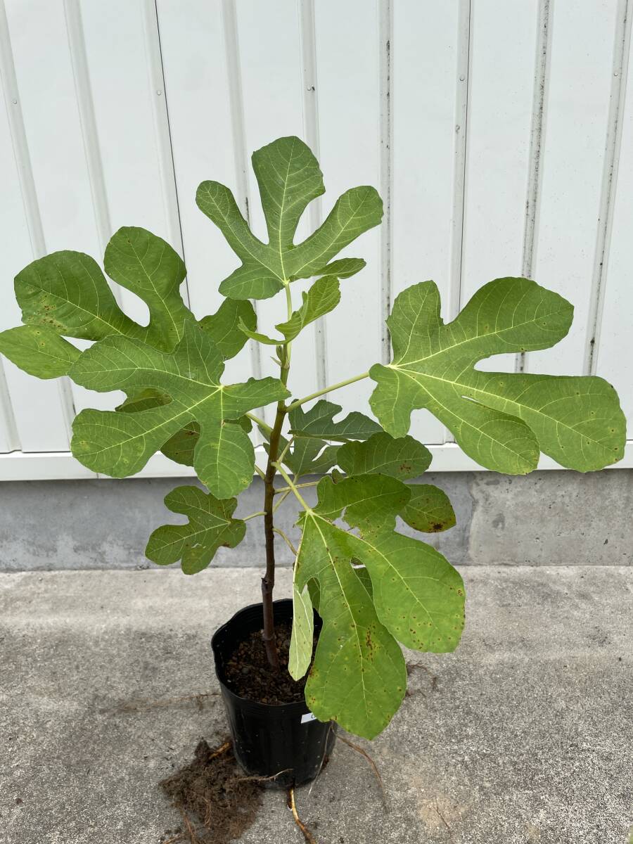 Yahoo!オークション - Golden Riverside (UCR) ゴールデンリバーサイド...