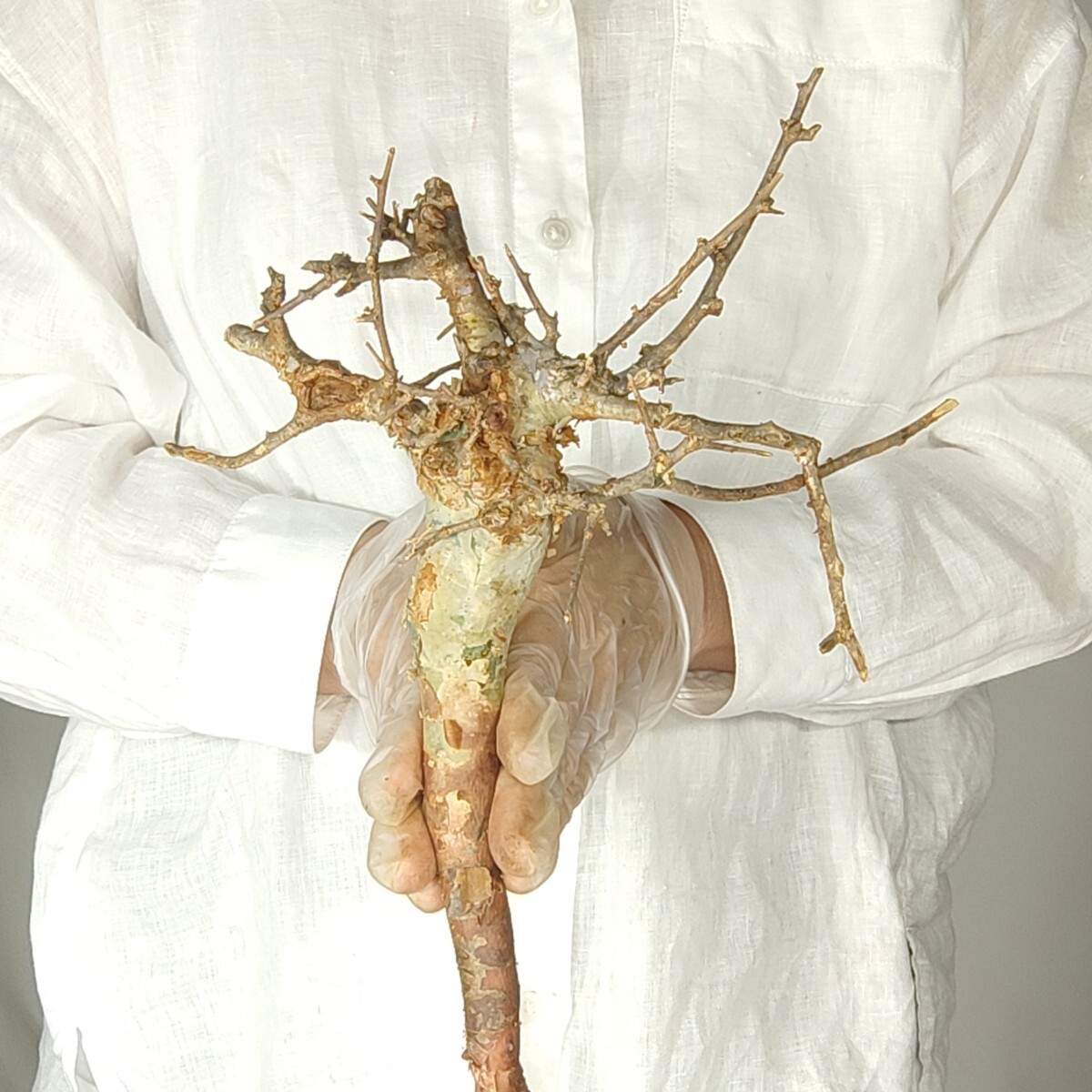 Yahoo!オークション - 【直輸入】ホルトジアナ A026 コミフォラ ホルト...