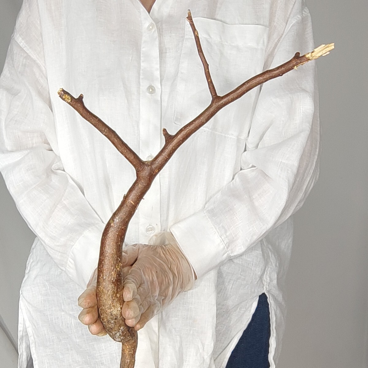 Yahoo!オークション - 【直輸入】ワイルディA035 コミフォラ ワイルデ...