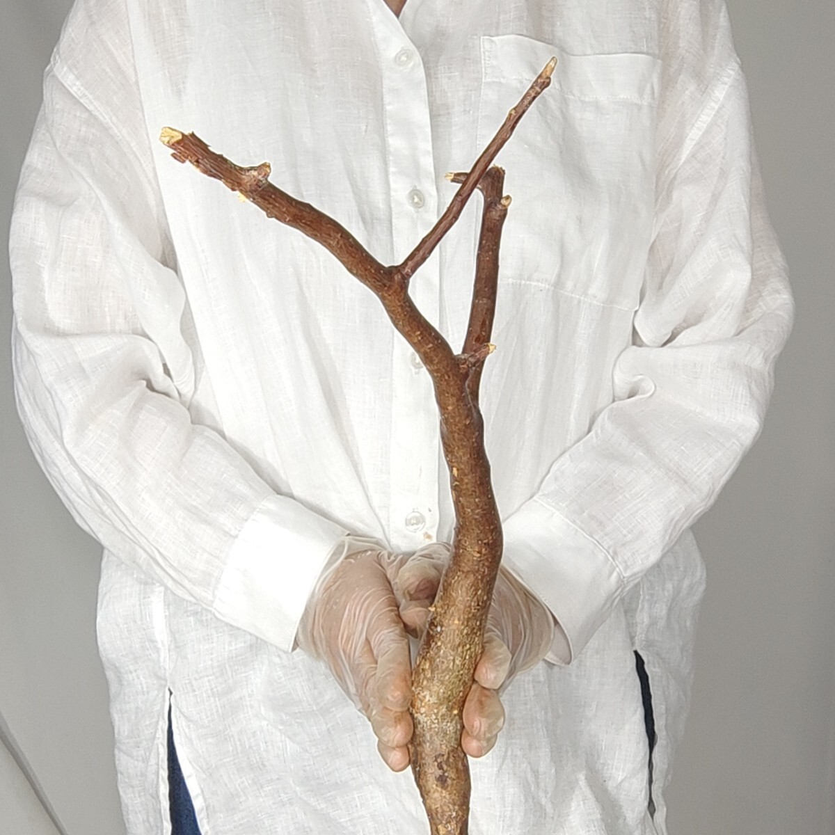 Yahoo!オークション - 【直輸入】ワイルディA035 コミフォラ ワイルデ...