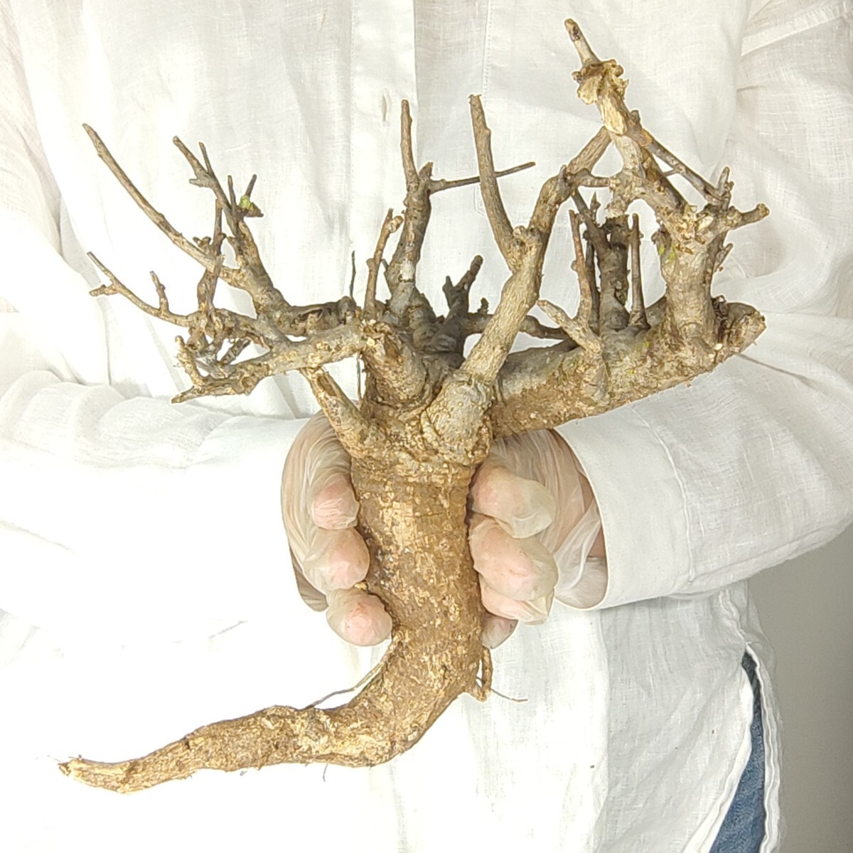 Yahoo!オークション - 【直輸入】ネグレクタ A070 芽吹 ボスウェリア ...