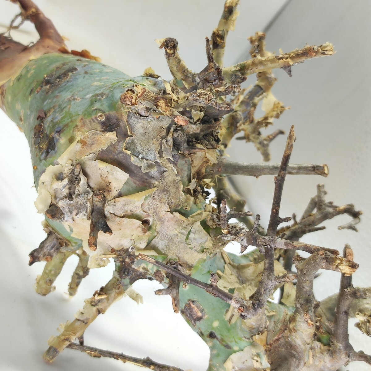 Yahoo!オークション - 【直輸入】エミニー A088 コミフォラ エミニー ...