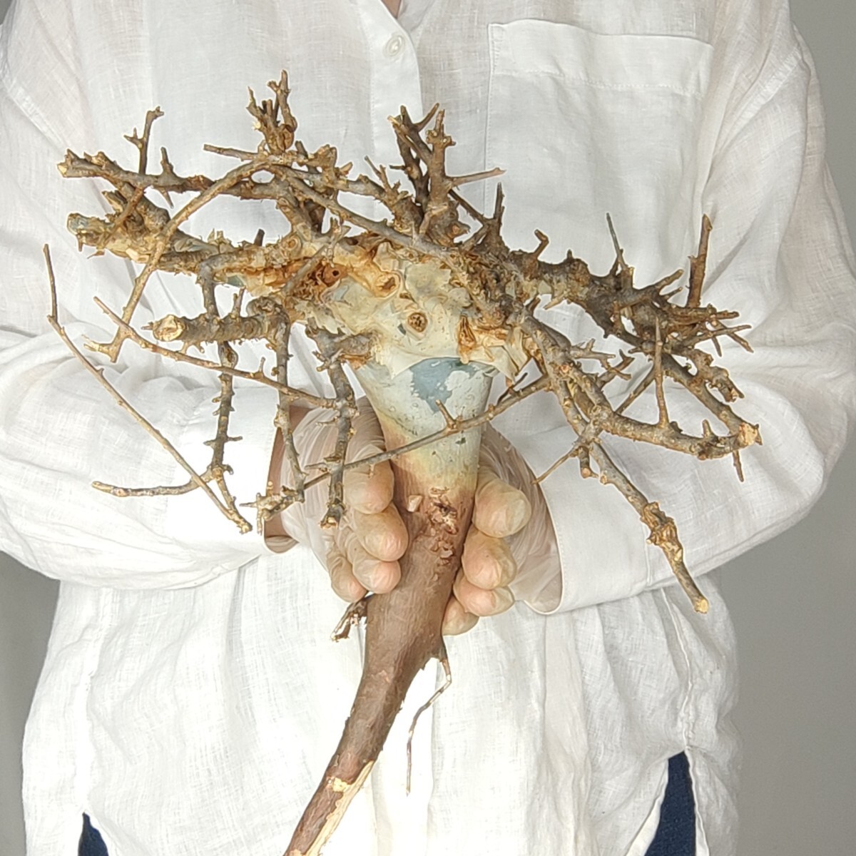 Yahoo!オークション - 【直輸入】ホルトジアナ A138 コミフォラ ホルト...