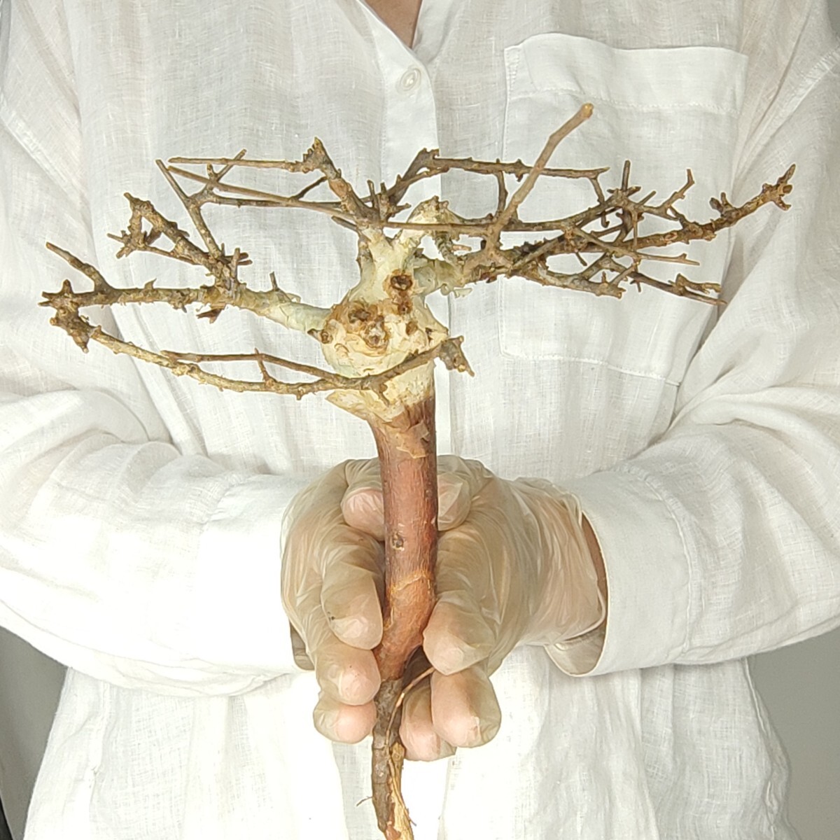 Yahoo!オークション - 【直輸入】ホルトジアナ A194 コミフォラ ホルト...