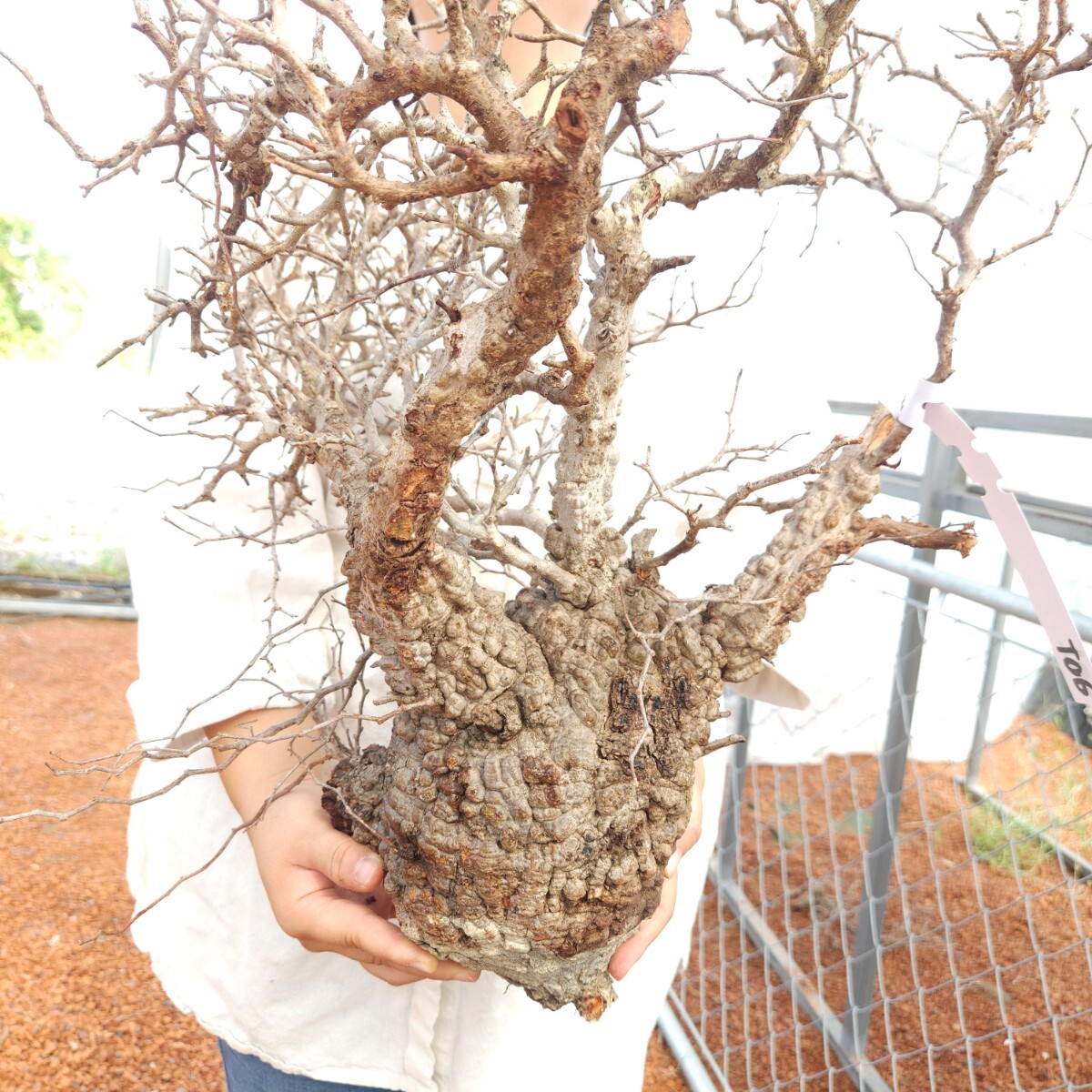 Yahoo!オークション - 【直輸入】パキプス T006 オペルクリカリア・パ...