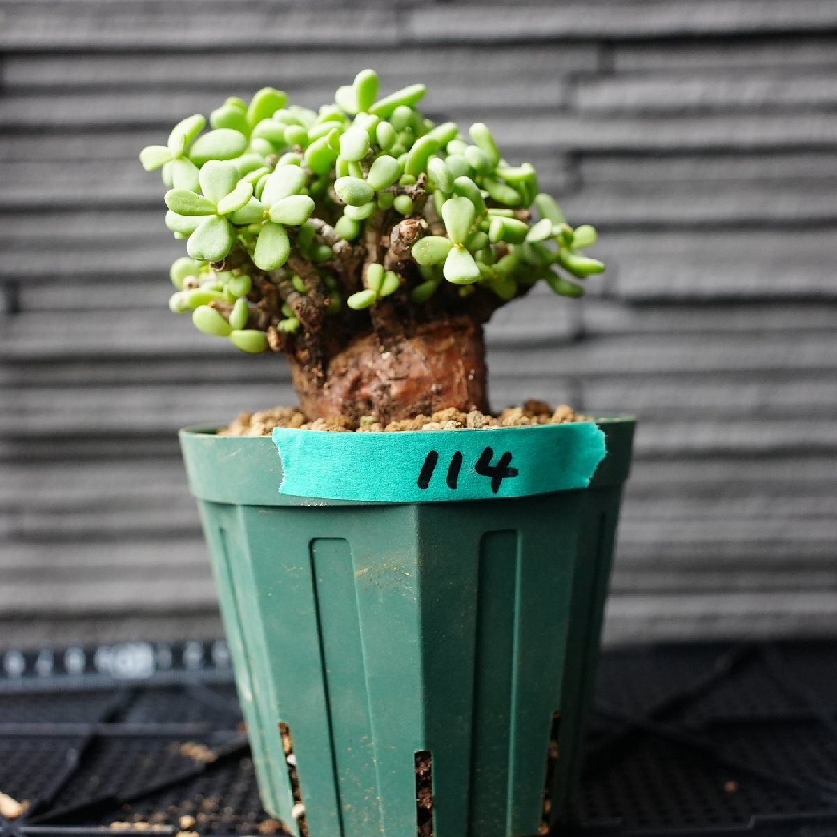 Yahoo!オークション - 114【発根済】ケラリア・ピグマエア 塊根植物 鉢...