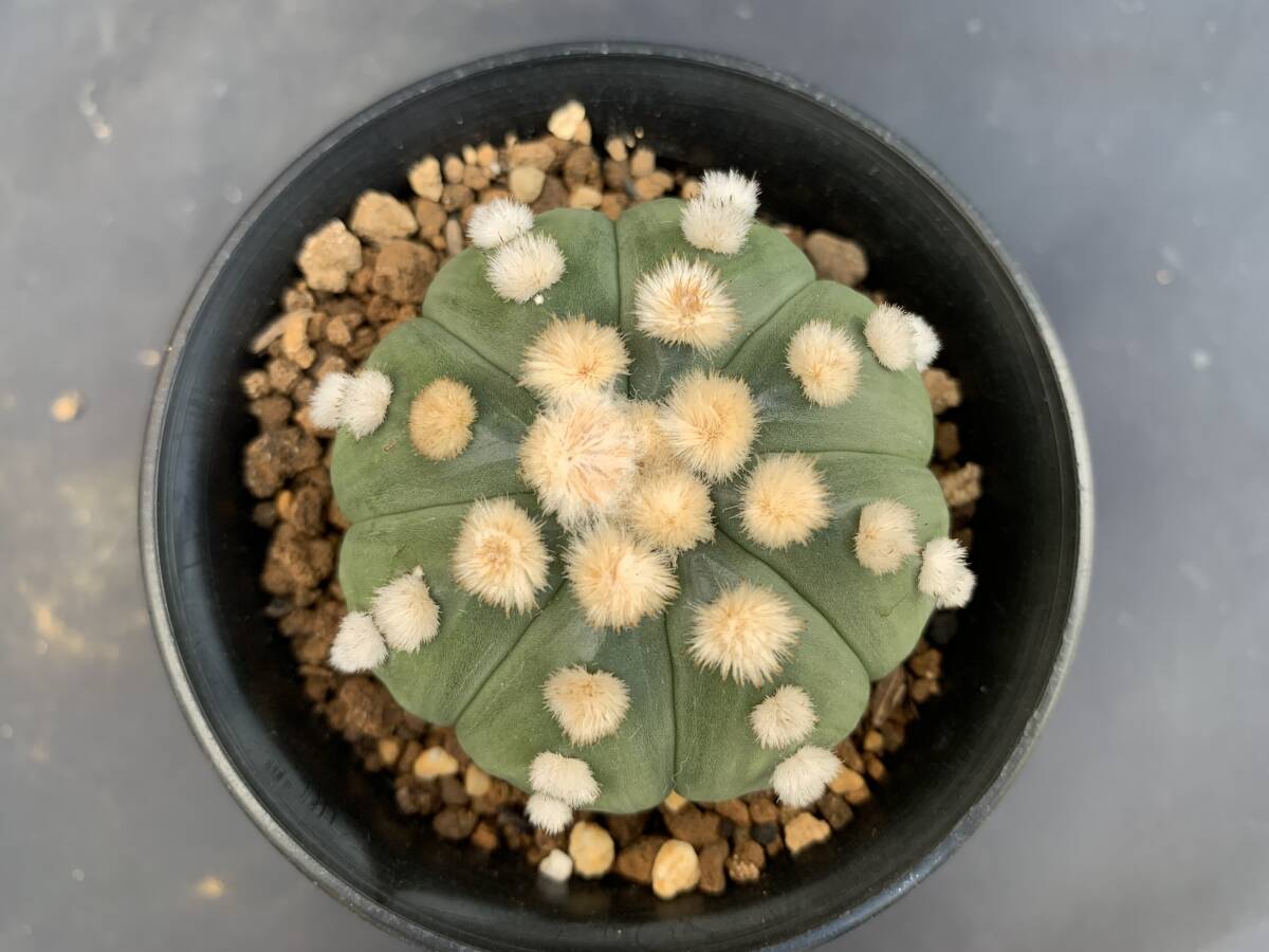 Yahoo!オークション - サボテン・多肉植物 D31 ルリ兜